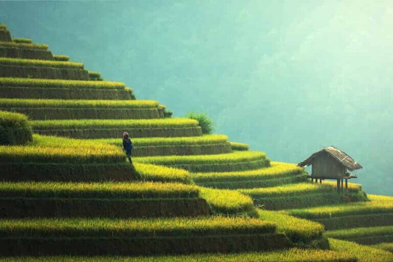 Rizières au Vietnam : guide complet pour vivre la culture du riz